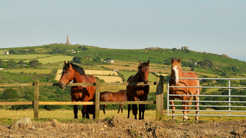 Cornish Riding Holidays/Wheal Buller Riding School in Redruth, Falmouth ...