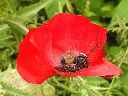 Photo of | Wildlife in Cornwall | into Cornwall Photo Gallery | browse ...