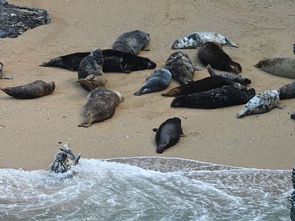 Photo of | Wildlife in Cornwall | into Cornwall Photo Gallery | browse ...